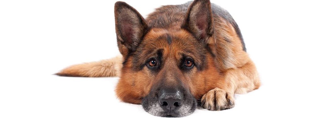 Comment calculer l'âge d'un chien Berger Allemand