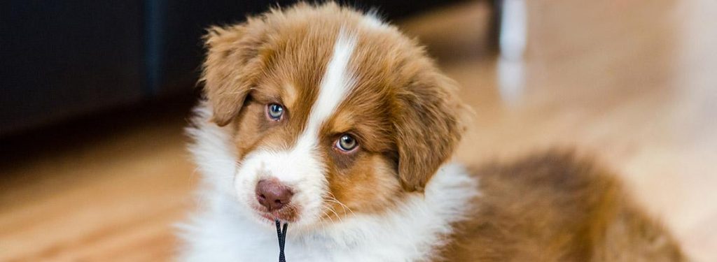 Comment calculer l'âge d'un chien Berger Australien