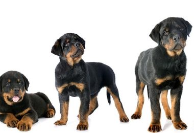 Calculer l'âge d'un chien en âge humain - Calcul Âge Chien